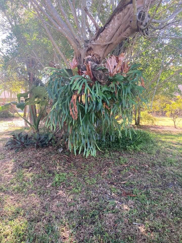 The Story of the Staghorn(s) | The Downtown Farmhouse